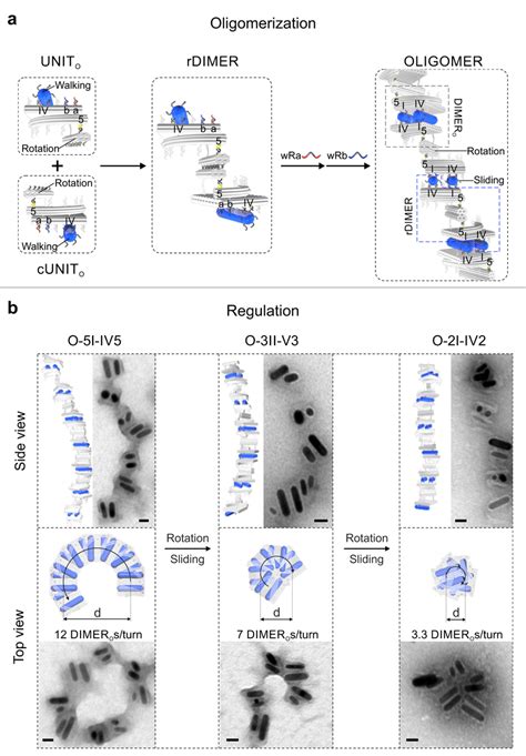 Oligomerization Of The Units For High Order Structures A Schematic Of Download Scientific