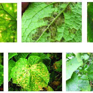 Disease Leaf Image Examples Download Scientific Diagram