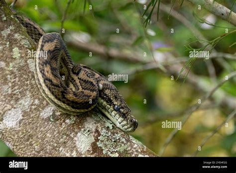 Australian Carpet Python Snake Morelia Spilota Coiled Around Branch
