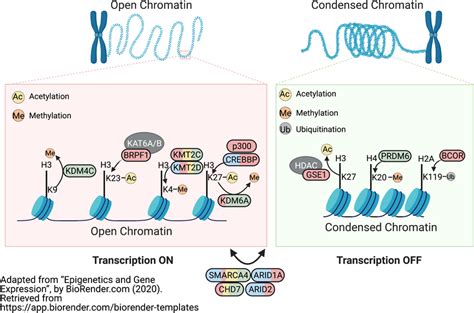 Schematic Representation Illustrating Roles Of Chromatin Regulators Download Scientific Diagram