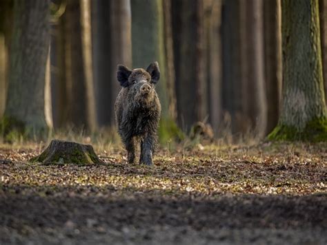 Девять самых опасных для человека болезней диких животных Охотники ру