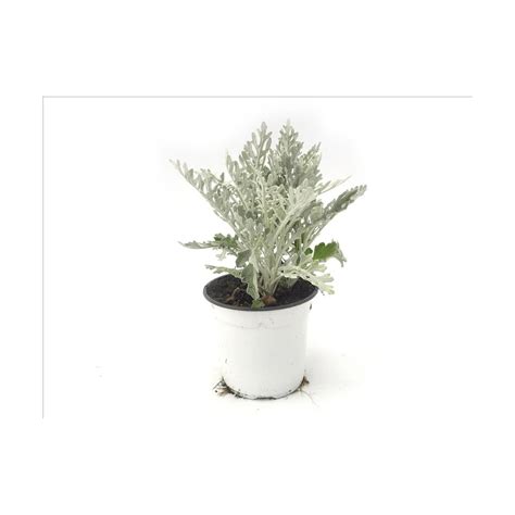 Cineraria Maritima 13