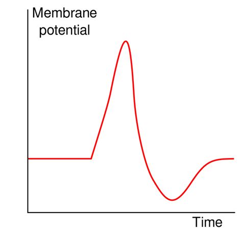 Action Potential Diagram Quizlet
