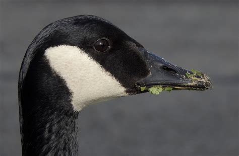 Grote Canadese Gans Vogelskijken