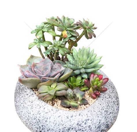 分离的微型肉质植物高清图片下载 正版图片507330148 摄图网
