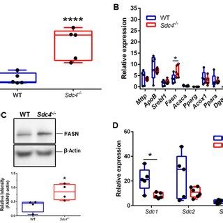 Sdc4 Deficiency Leads To Higher Levels Of Hepatic Triglycerides And