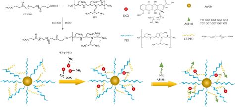 Video Hedefe Yönelik İlaç Dağıtımı Için Doksorubisin Yüklü Aptamer Pei G Peg Modifiye Altın