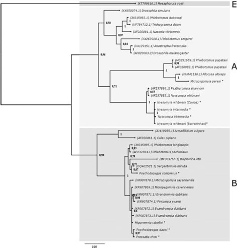 bayesian tree evolutionary model tpm3uf i g depicting the