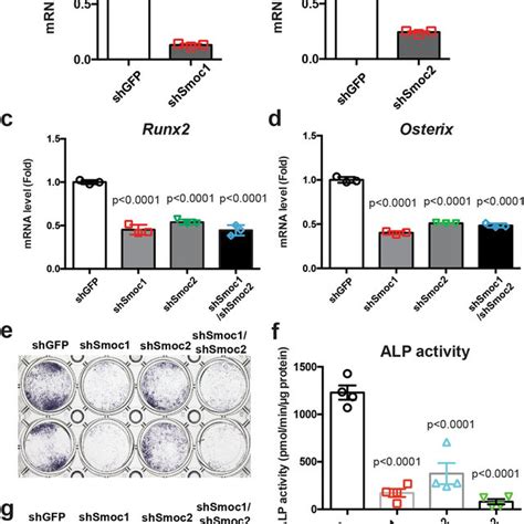 Schematic Model Of The Bmp2 Runx2 Smoc1 2 Axis In Bone Formation A For Download Scientific