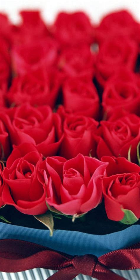 Завантажити шпалери на робочий стіл ПК Рослини Квіти Рози безкоштовно 28223