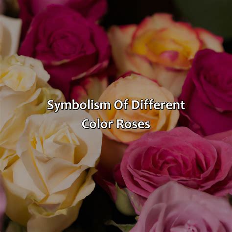 What Do Different Color Roses Symbolize Colorscombo Com