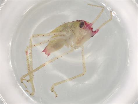 Gharaee Bioscan 1m Insect Dataset · Datasets At Hugging Face