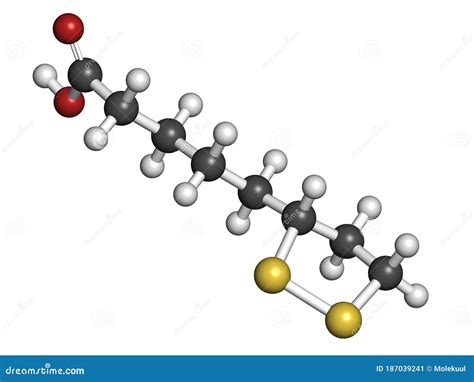 Mitochondria Have An Inner And Outer Membrane With An Intermembrane Space Between Them Stock