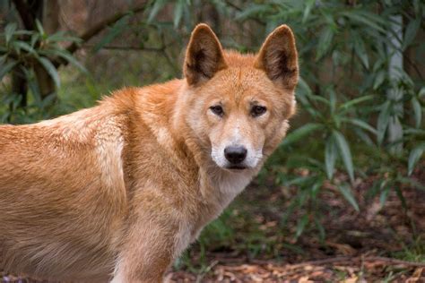 Dingo Wallpapers Wallpaper Cave