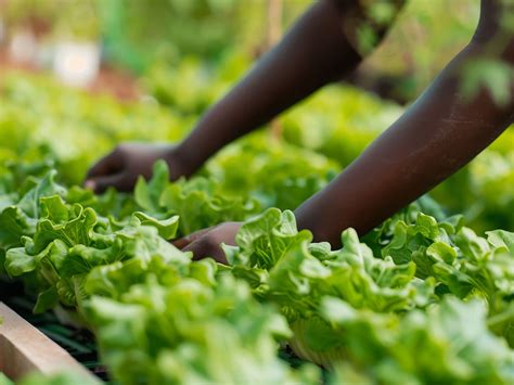 راهنمای جامع تامین مواد اولیه رستوران 10 قانون مهم تامین مواد اولیه که باید بدانید