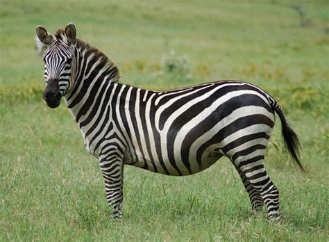 Spatial Frequencies Questions And Answers In Mri