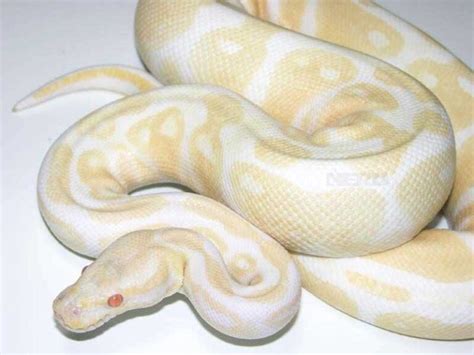 Amazing Albino Rainbow Python A Gorgeous And Rare Reptile Vital Frog
