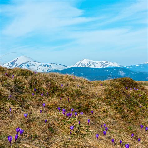 番红花高清图片 在春天喀尔巴阡山脉高原山谷乌克兰欧洲的五颜六色的开花的紫色紫罗兰色番红花 heuffelianus 番红花 vernus