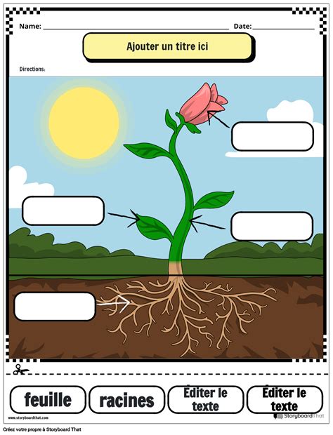 Feuille De Travail Sur Les Parties Dune Plante Couper Et Coller De Base
