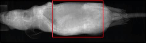 Surface Reconstruction From Multiview Projection Data Employing A Microlens Array Based Optical