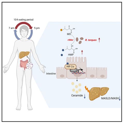 绘谱导读 吃出健康，代谢先行！饮食 代谢 疾病研究链条日益清晰「202408」 肿瘤细胞 氨基酸代谢 非靶向代谢 脂质 多组学代谢流检测分析 脂肪酸定量 肠道微生物菌群检测 麦特绘谱