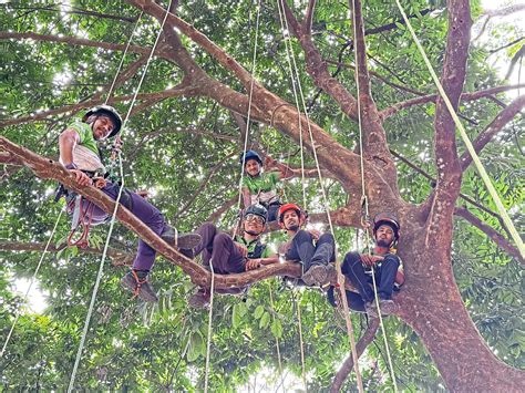 Thrills From The Tree Top The Star