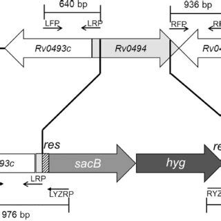 Design Of Primers For Gene Knockout And Validation The Knockout