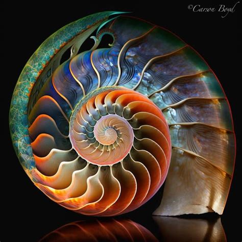 Chambered Nautilus Reimagined Etsy Chambered Nautilus Nautilus