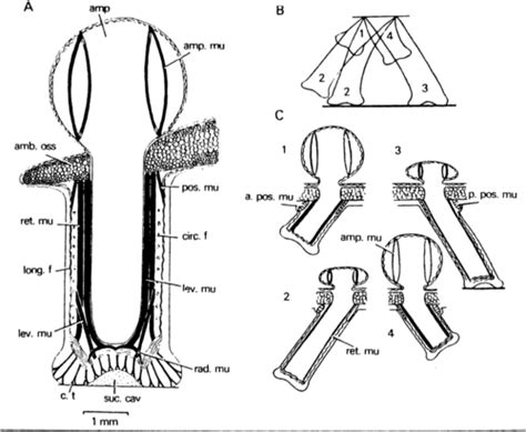 Echinodermata Flashcards Quizlet Echinodermata Flashcards Quizlet