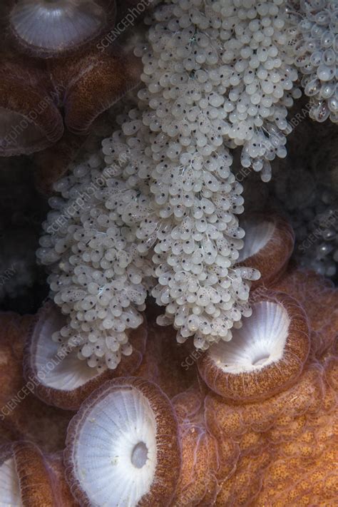 How Big Are Octopus Eggs