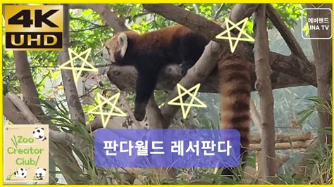 [에버랜드 4k] 판다월드 레서판다 2023 10 15 Youtube