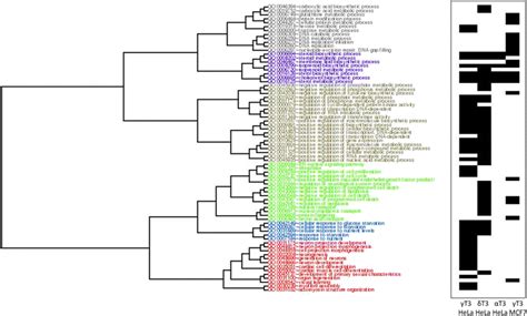 Clustering Analysis Of Biological Processes Modulated By T3 Treatment Download Scientific