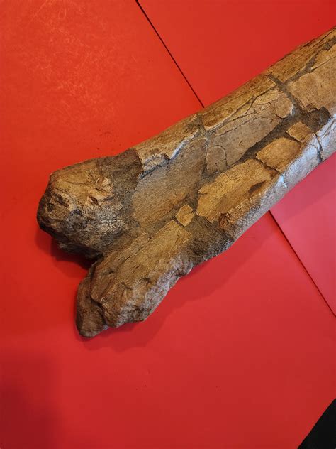 Old Dinosaur Tibia Fossil Missing Documentation Fossil Id The Fossil Forum