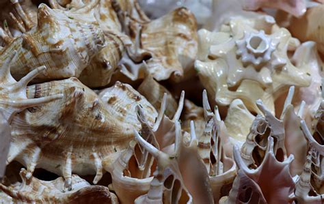 시장에서 바다 포탄 푸 리 바다 해변 저녁 시장에서 소라 조개 0명에 대한 스톡 사진 및 기타 이미지 0명 갈색 개오지조개 껍데기 Istock