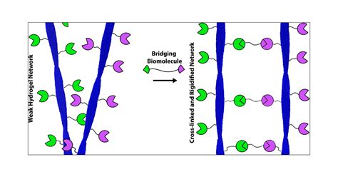 Modulating Supramolecular Peptide Hydrogel Viscoelasticity Using
