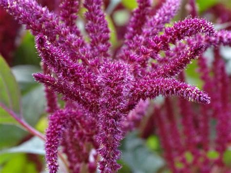 Amaranth Guide Everything You Need To Know