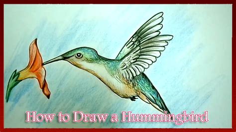 Hummingbird Drawing Step By Step At GetDrawings Free Download
