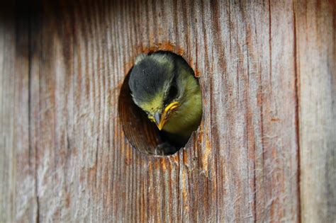 Bird Nesting Box Tit Free Photo On Pixabay Pixabay