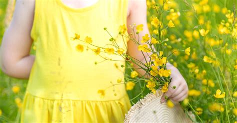 걱정 없는 계절 귀여운 꽃 꽃다발 나타내는 낮 노란 꽃 노란 드레스 들판 따뜻한 매력 매우 기쁜 밀짚