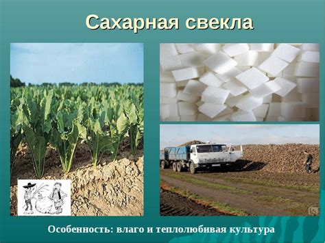 Сахарная свекла: описание сортов, технология возделывания и выращивания ...