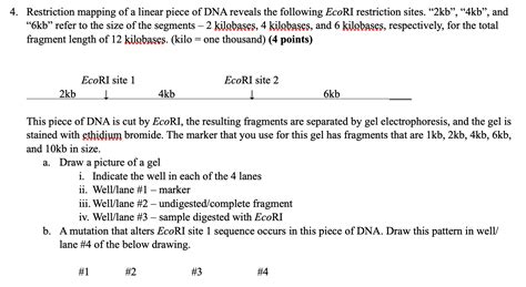 Solved 4 Restriction Mapping Of A Linear Piece Of Dna