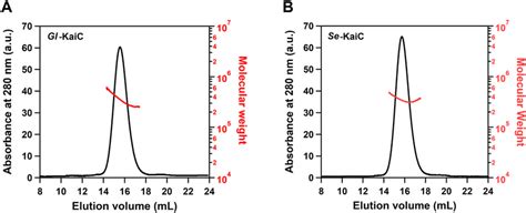 Assembly States Of Gl KaiC A And Se KaiC B Evaluated By SEC MALS Download Scientific