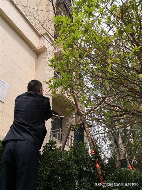 园林树木栽植与养护之栽前准备和苗木选择 知乎
