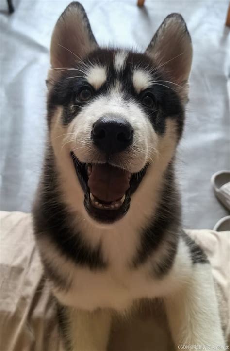 Java语言基础 数据类型int型可以赋值给byte型吗 Csdn博客 Java语言基础 数据类型int型可以赋值给byte型吗 Csdn博客