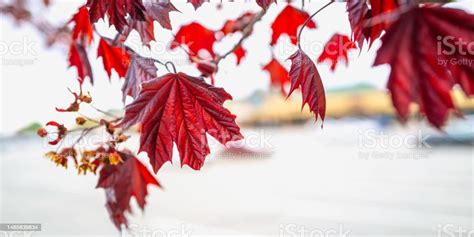 붉은 단풍나무 나뭇잎과 나뭇가지들이 하얀 자연 배경에 있다 0명에 대한 스톡 사진 및 기타 이미지 0명 가을 가을 단풍 Istock