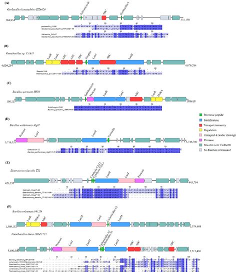 Figure 3 From In Silico Screening Of Bacteriocin Gene Clusters Within A Set Of Marine Bacillota