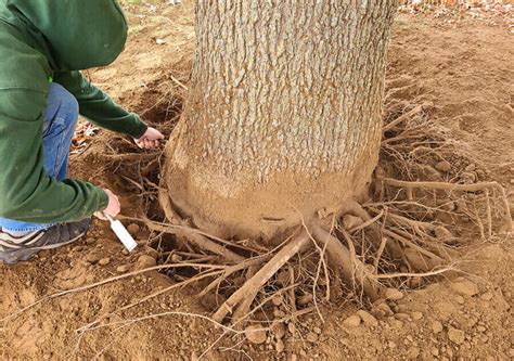 Common Tree Root Problems In Eastern Massachusetts And The Greater Providence Area Tree Care Tips