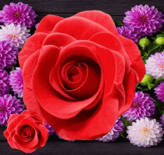 Flowers Roses Flora To - Free GIF on Pixabay