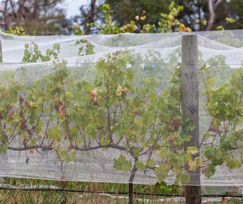 How To Install Bird Netting Over Garden 5 Easy Steps Guide