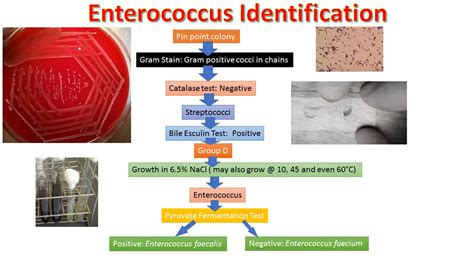 Enterococcus Faecalis Properties Pathogenesis Lab Diagnosis